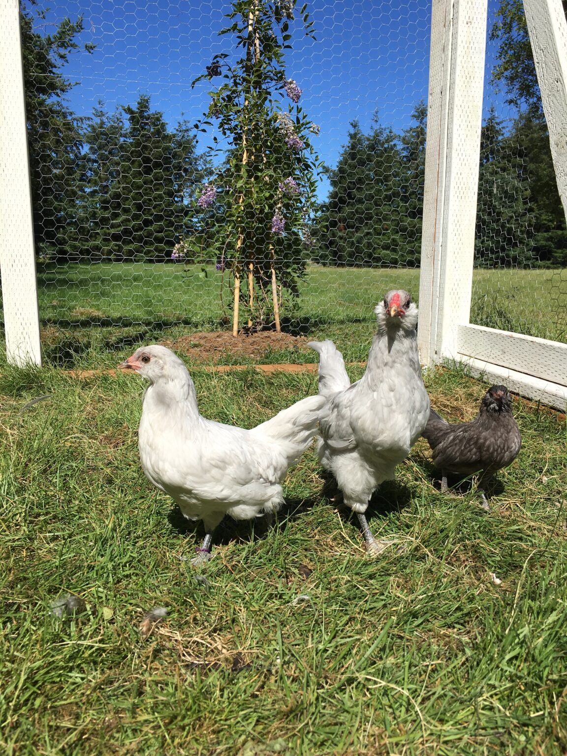 Lessons from Chickenlandia: Putting Young Chickens Outside Full-Time ...